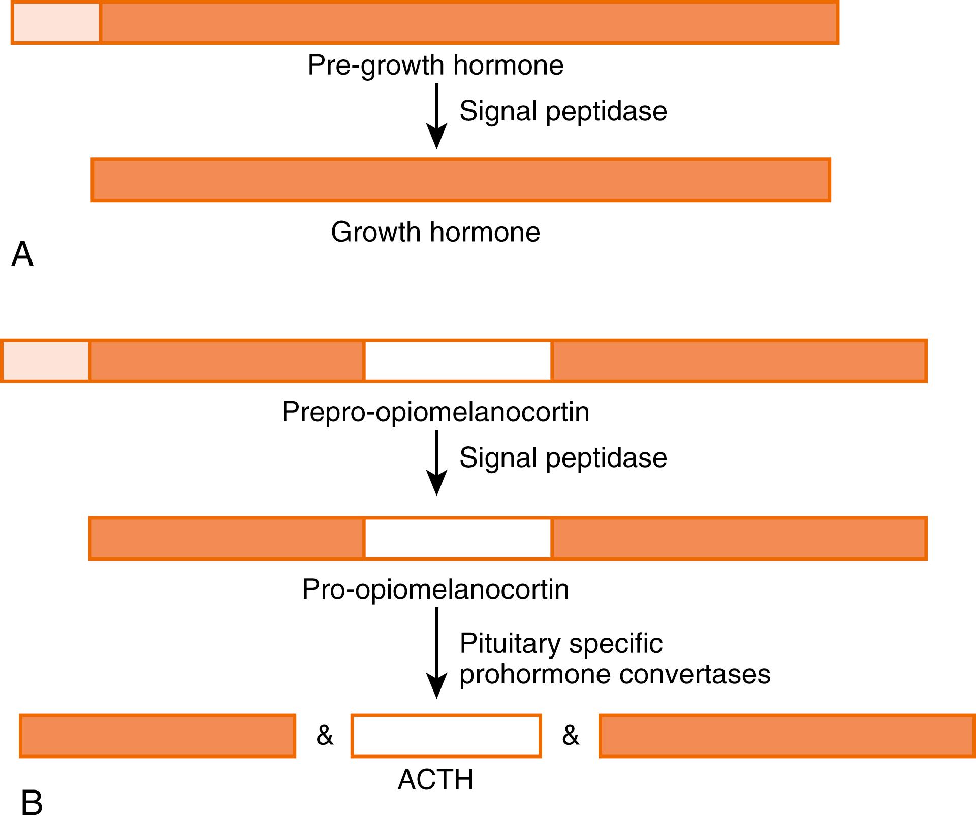 Introduction to the Endocrine System - Clinical Tree