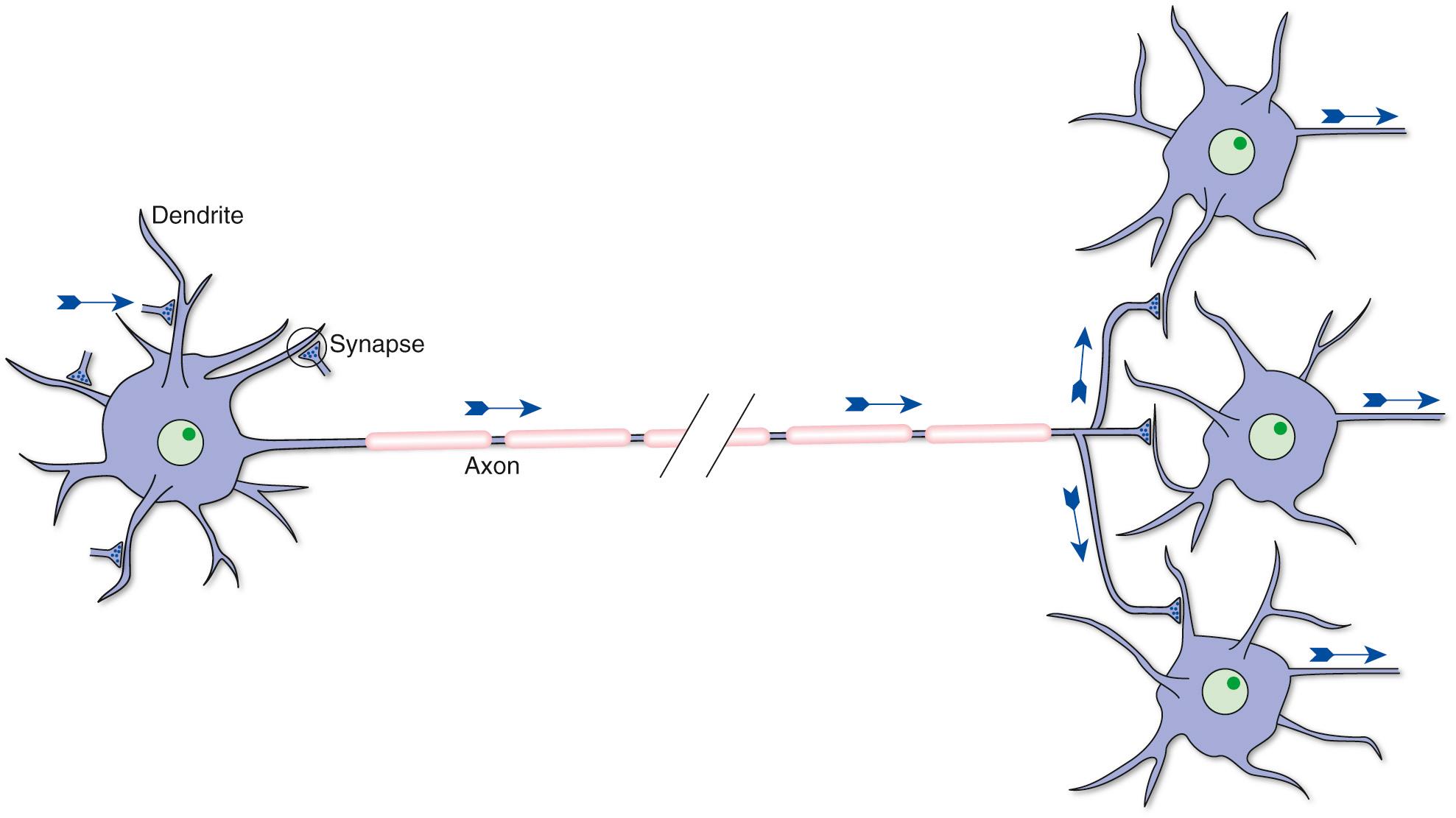 Introduction to the Nervous System - Clinical Tree