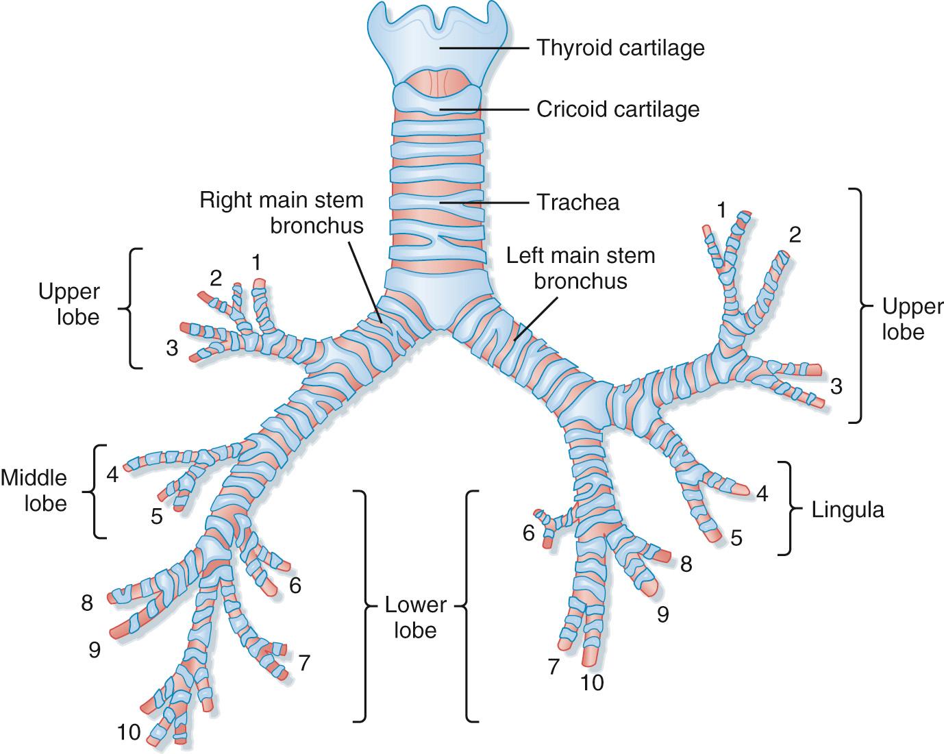 Introduction to the Respiratory System - Clinical Tree