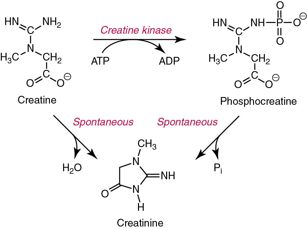 Kidney function tests - Clinical Tree