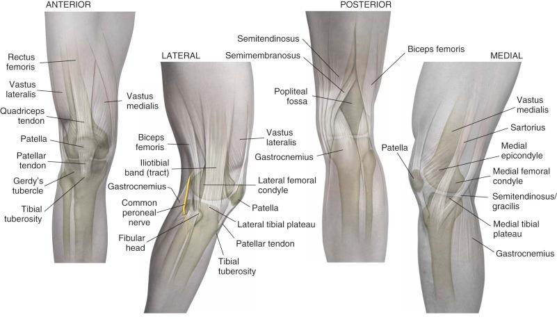 Knee and Lower Leg - Clinical Tree