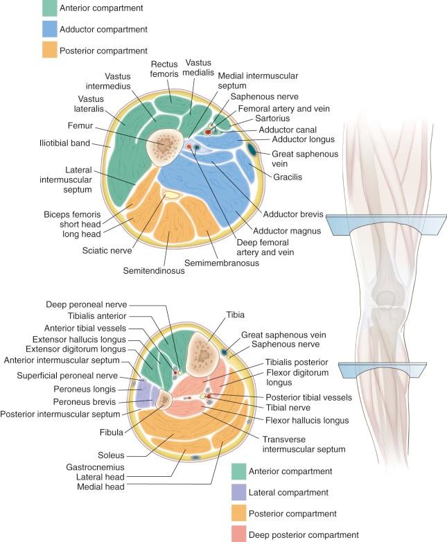 Knee and Lower Leg - Clinical Tree