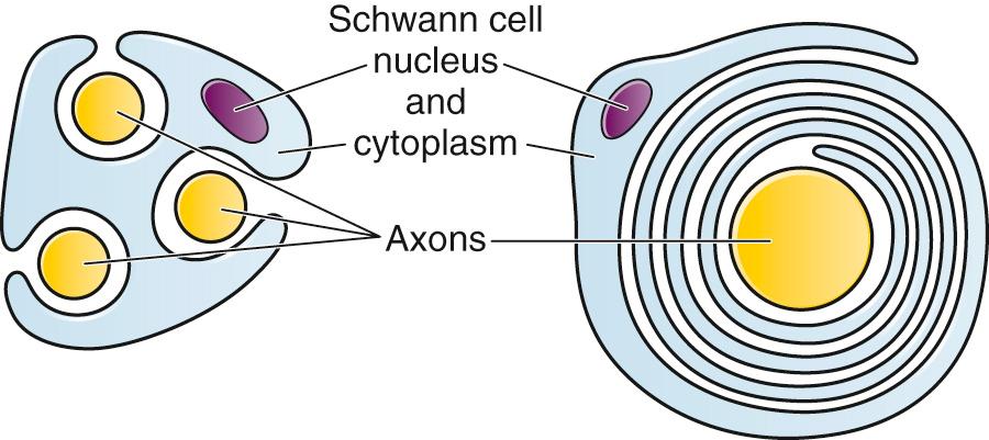 Local and Topical Anesthesia - Clinical Tree