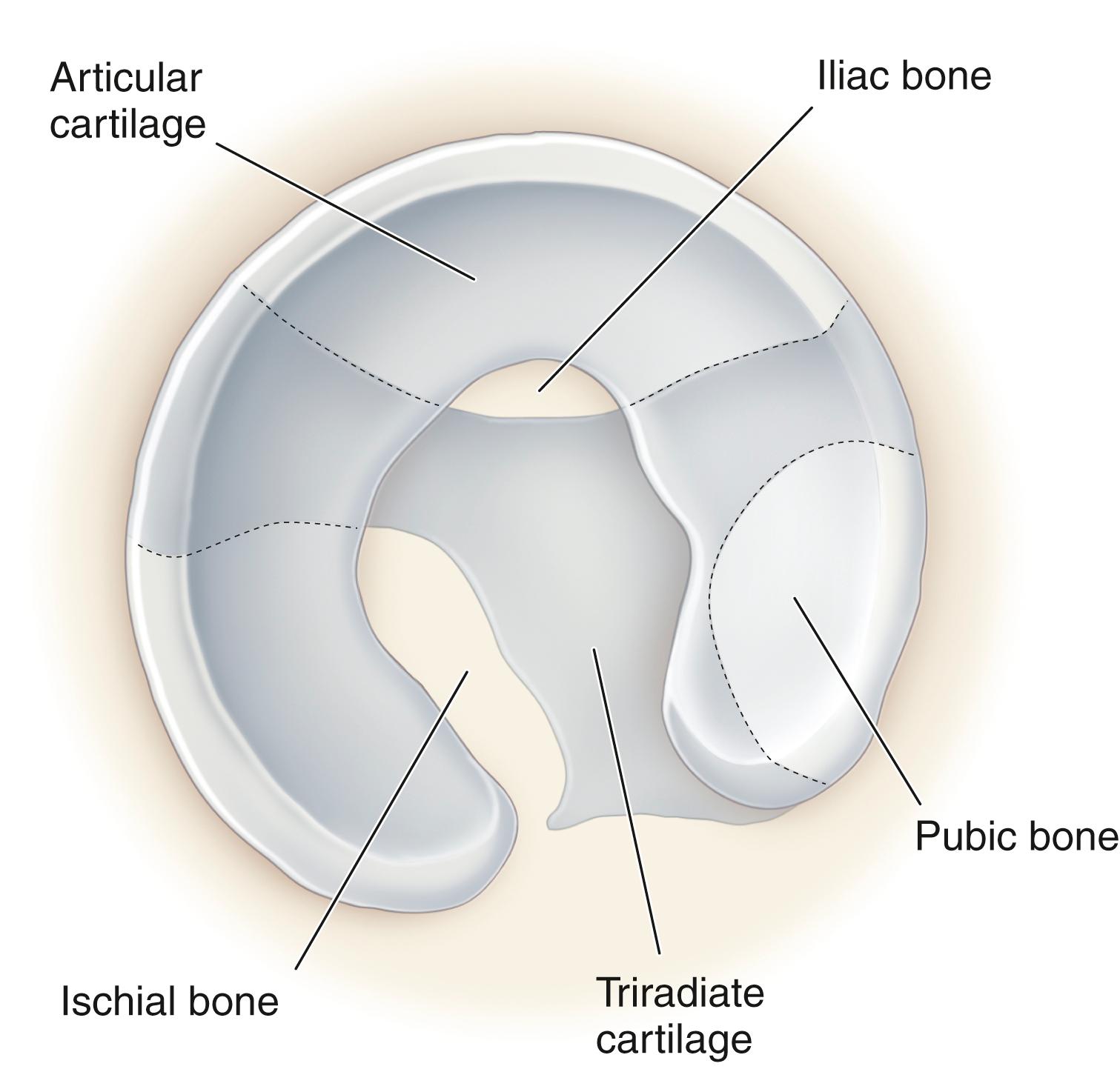 Lower Extremity Injuries - Clinical Tree