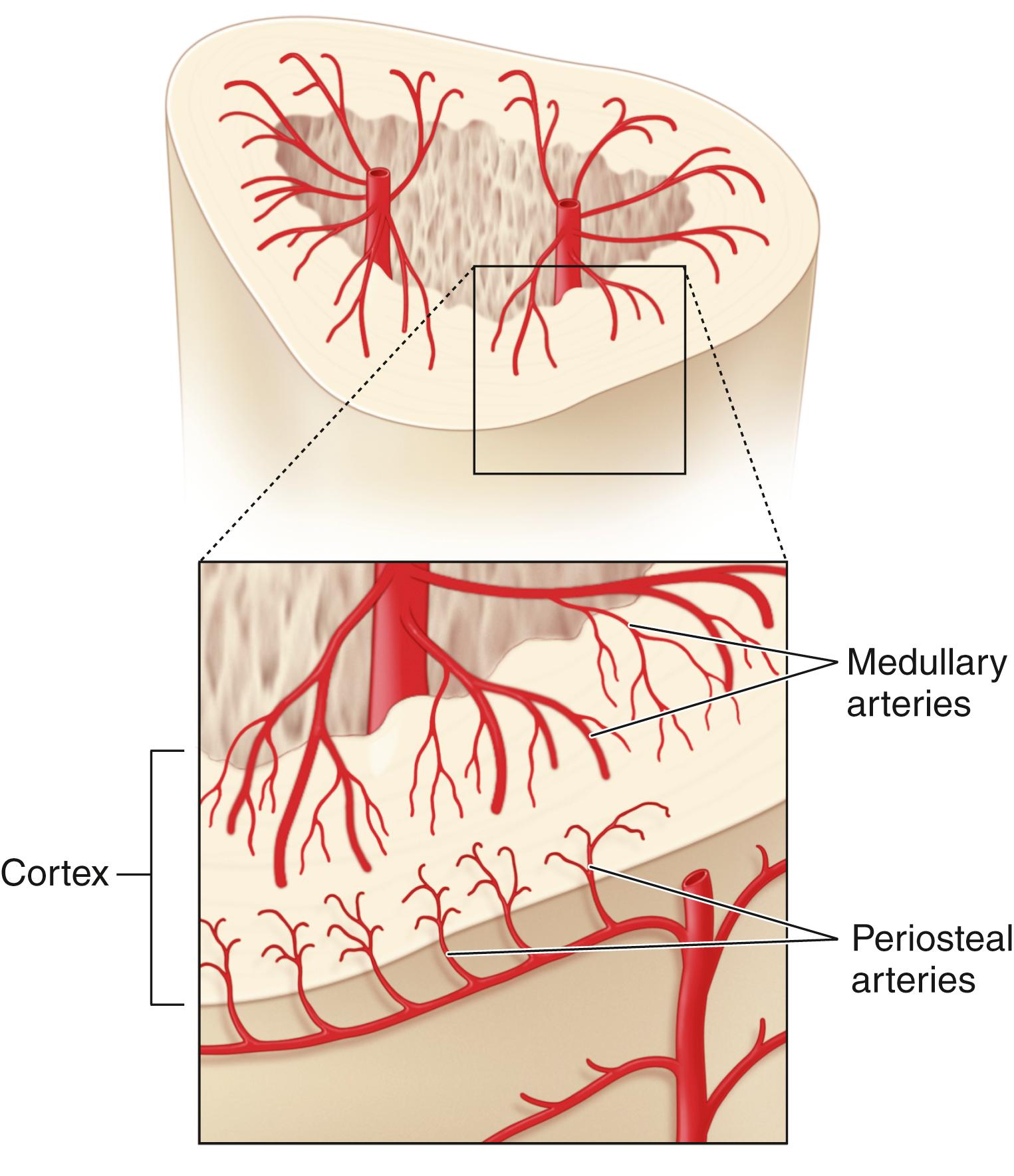 Lower Extremity Injuries - Clinical Tree
