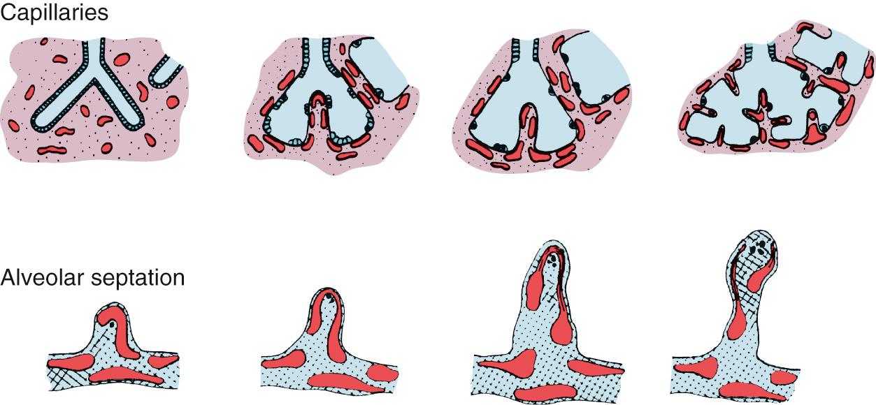 Lung Development and Maturation - Clinical Tree