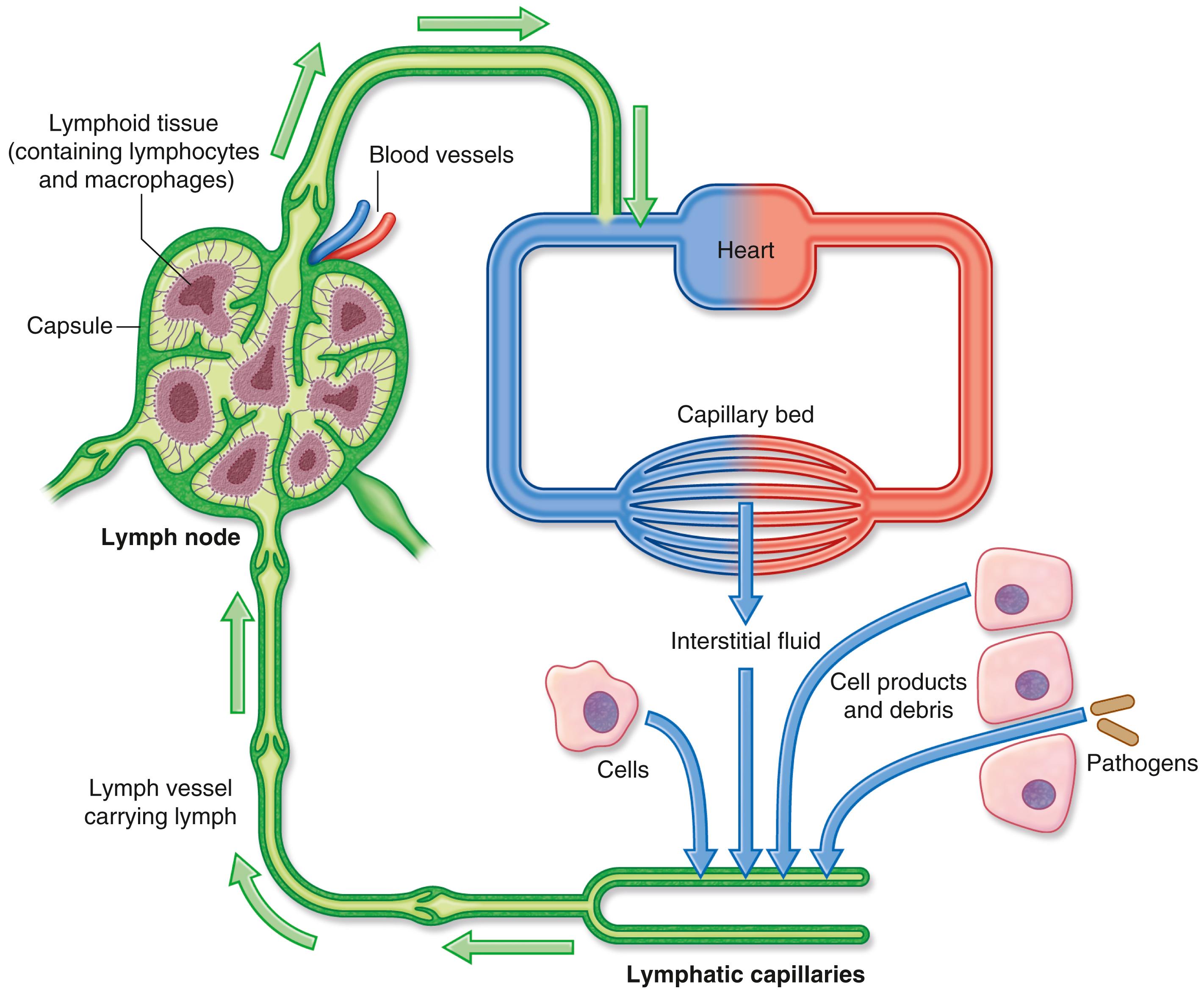 Lymphatic System - Clinical Tree