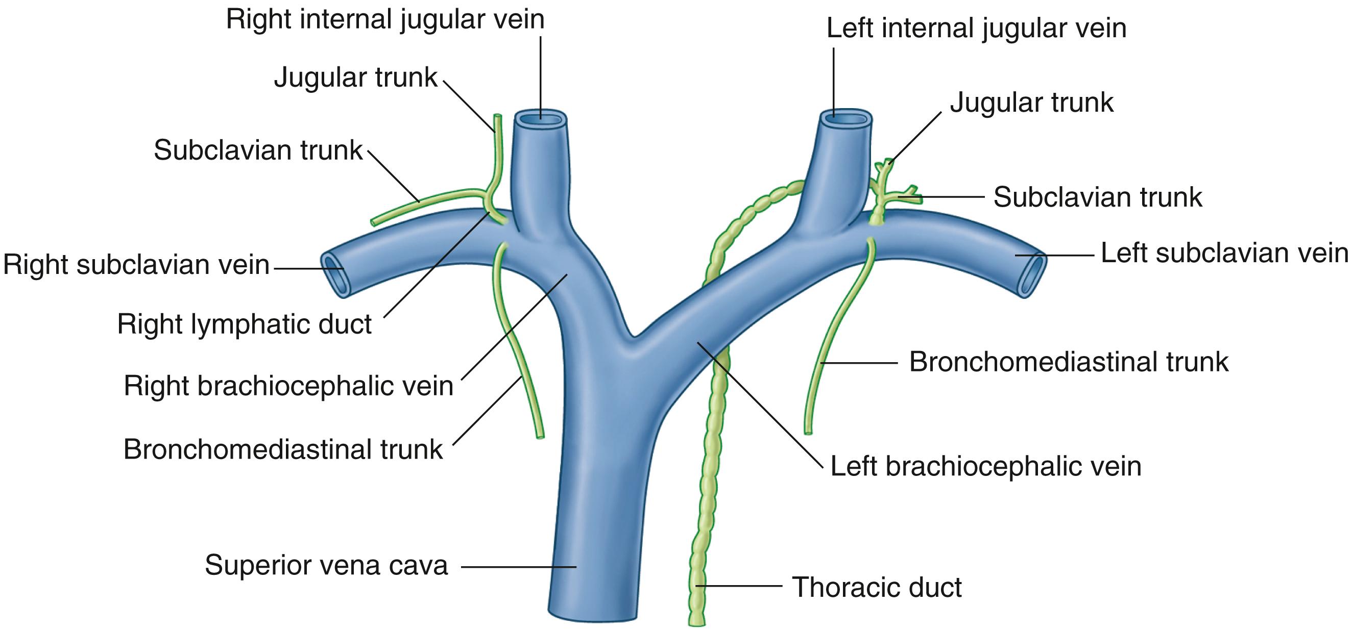 Lymphatic System - Clinical Tree