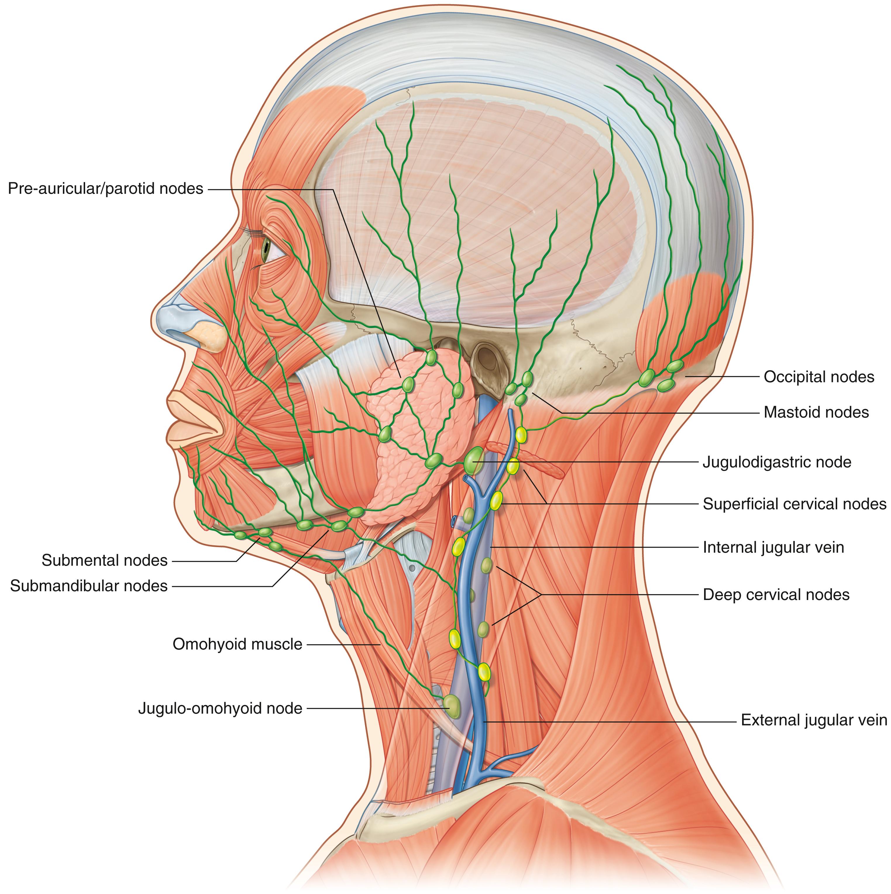 Lymphatic System - Clinical Tree