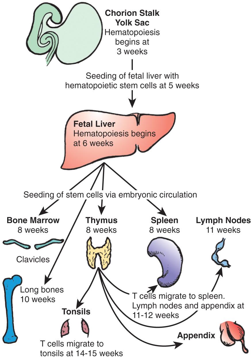 Lymphocyte Development and Function - Clinical Tree