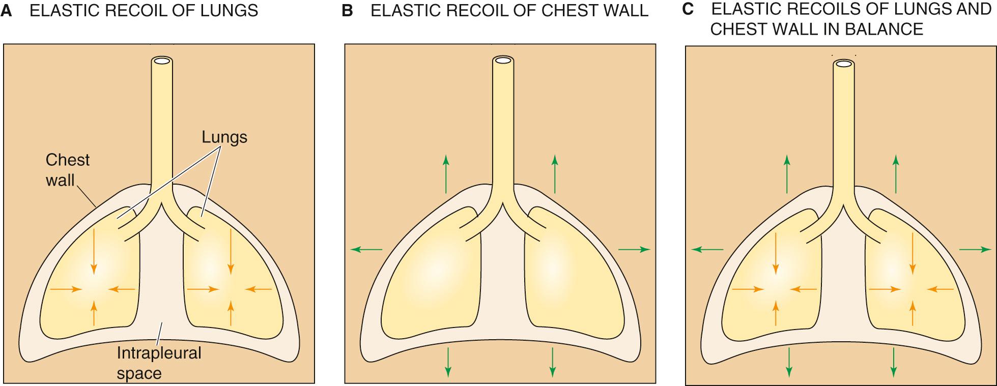 Mechanics of Ventilation - Clinical Tree