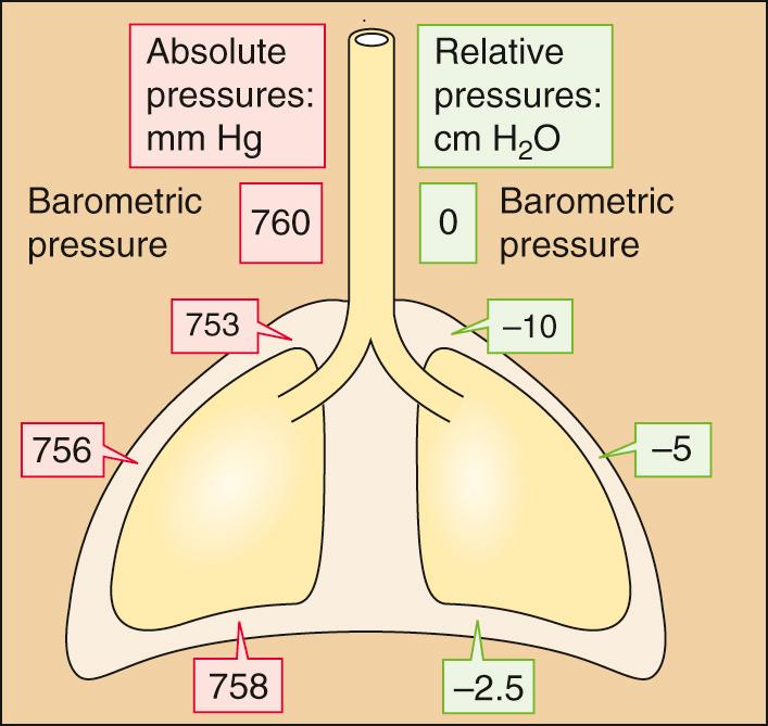 Mechanics of Ventilation - Clinical Tree