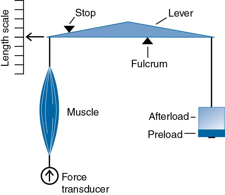 Mechanics of muscle contraction - Clinical Tree
