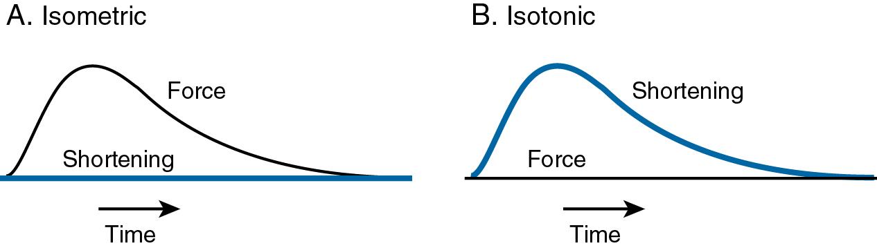 Mechanics of muscle contraction - Clinical Tree