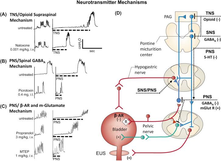 Mechanisms of Action of Sacral Nerve and Peripheral Nerve Stimulation ...