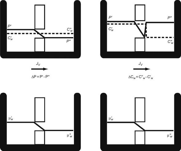 Mechanisms of Water Transport Across Cell Membranes and Epithelia ...