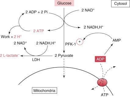 Metabolic Acidosis: Acid Gain Types - Clinical Tree