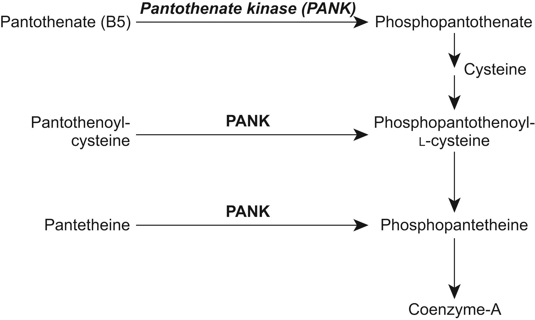 Metabolic Disorders With Associated Movement Abnormalities - Clinical Tree