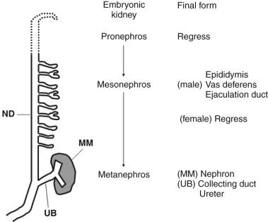 Molecular and Cellular Mechanisms of Kidney Development - Clinical Tree