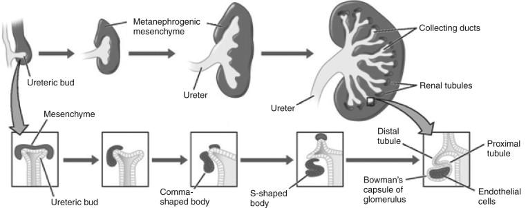 Molecular and Cellular Mechanisms of Kidney Development - Clinical Tree