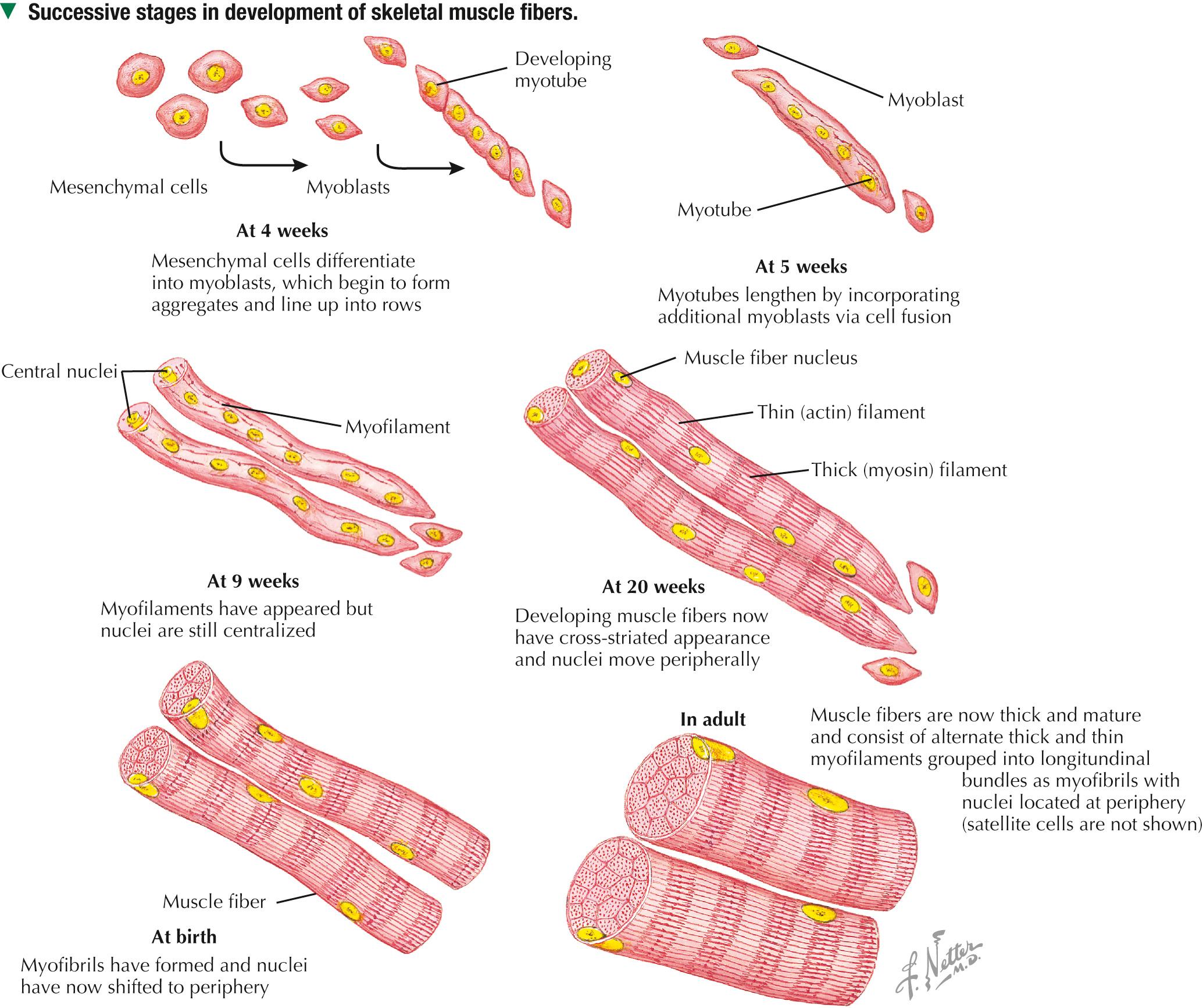 Muscle Tissue - Clinical Tree
