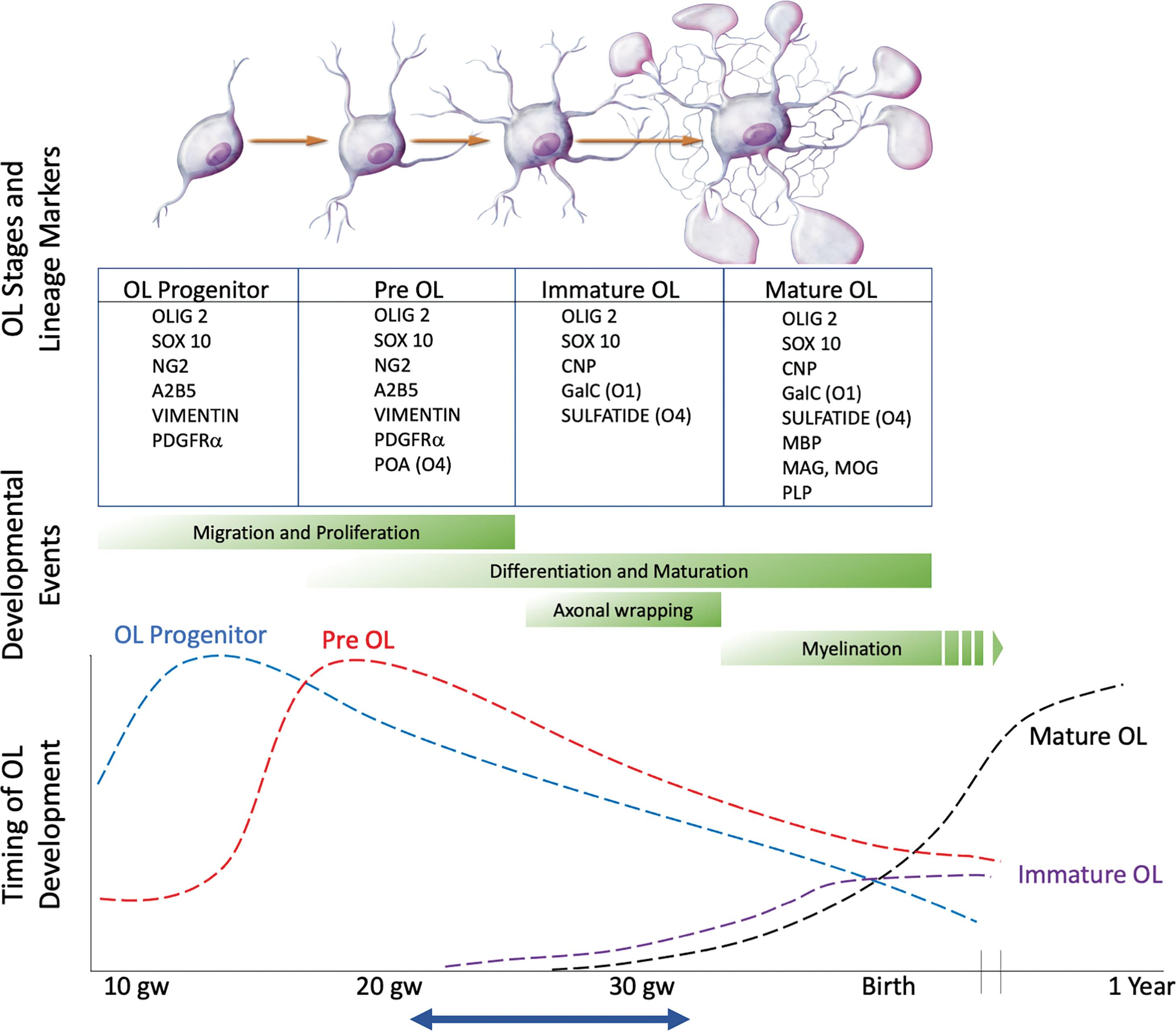 Myelination Events - Clinical Tree