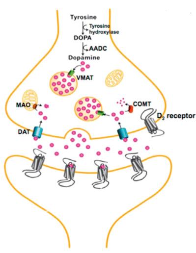 Neurochemical Imaging in Addiction: How Science Informs Practice ...