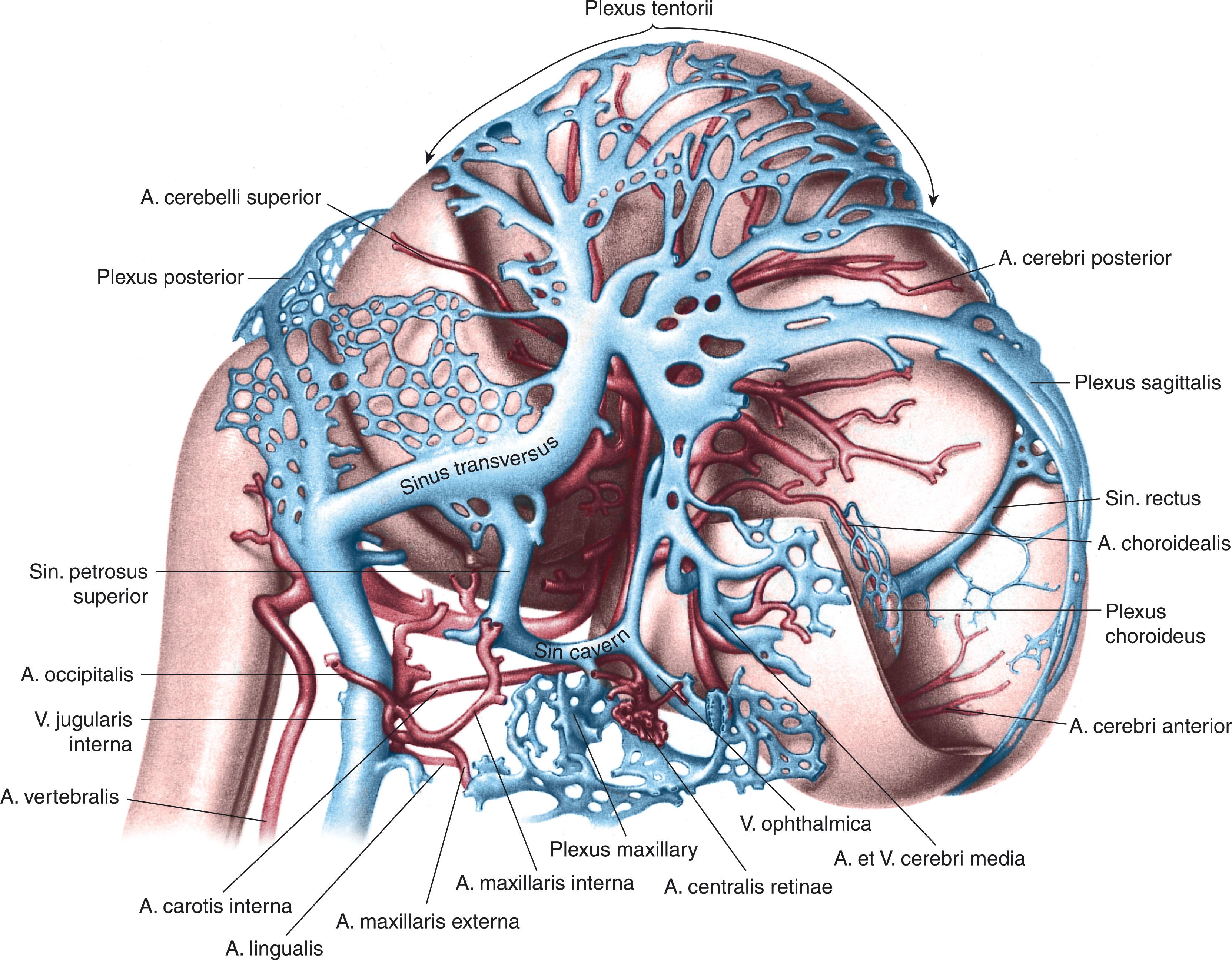 Neuronal Proliferation - Clinical Tree
