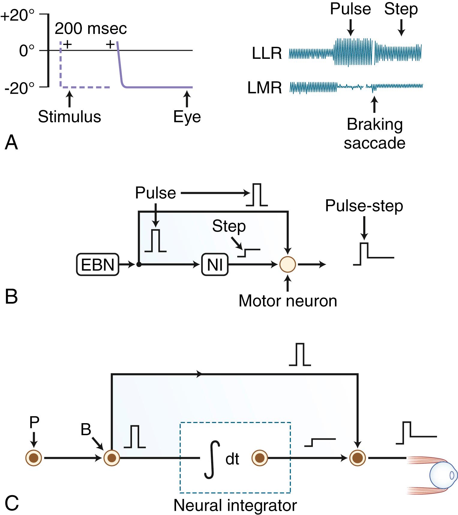 Neuro-ophthalmology: Ocular Motor System - Clinical Tree