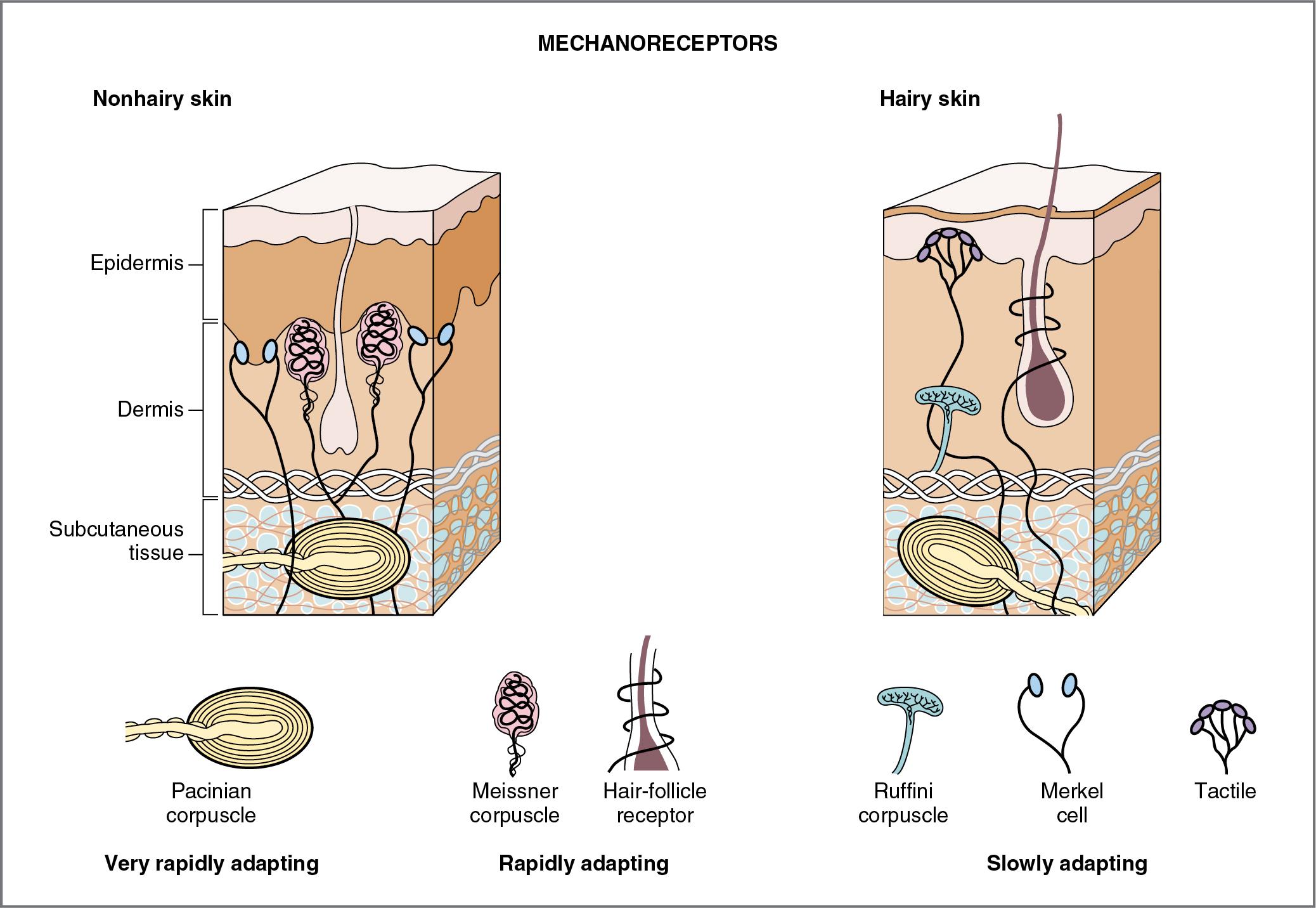 Neurophysiology - Clinical Tree