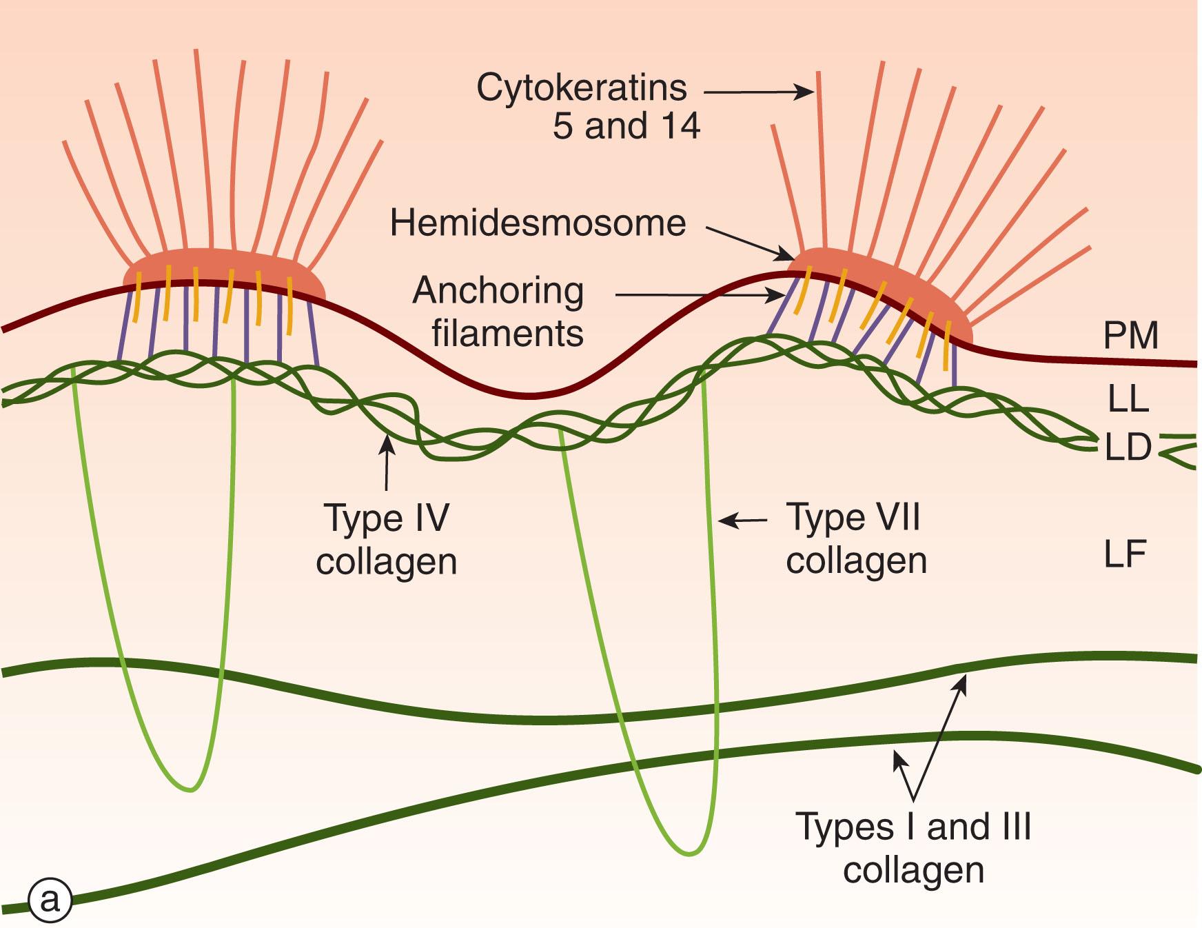 Newborn Skin Development: Structure and Function - Clinical Tree