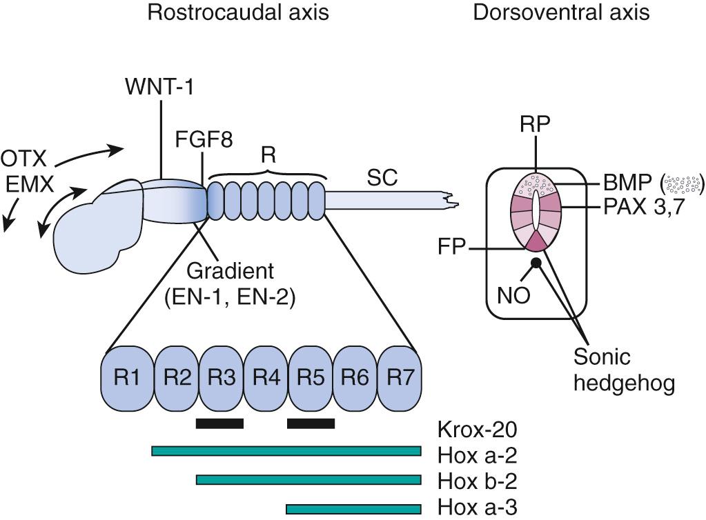 Normal and Abnormal Brain Development - Clinical Tree