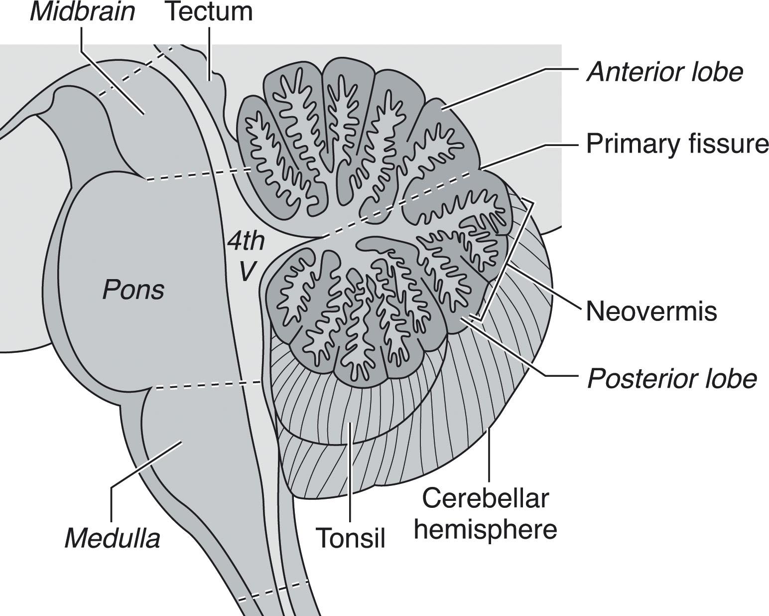 Normal and Abnormal Development of the Posterior Fossa Structures ...