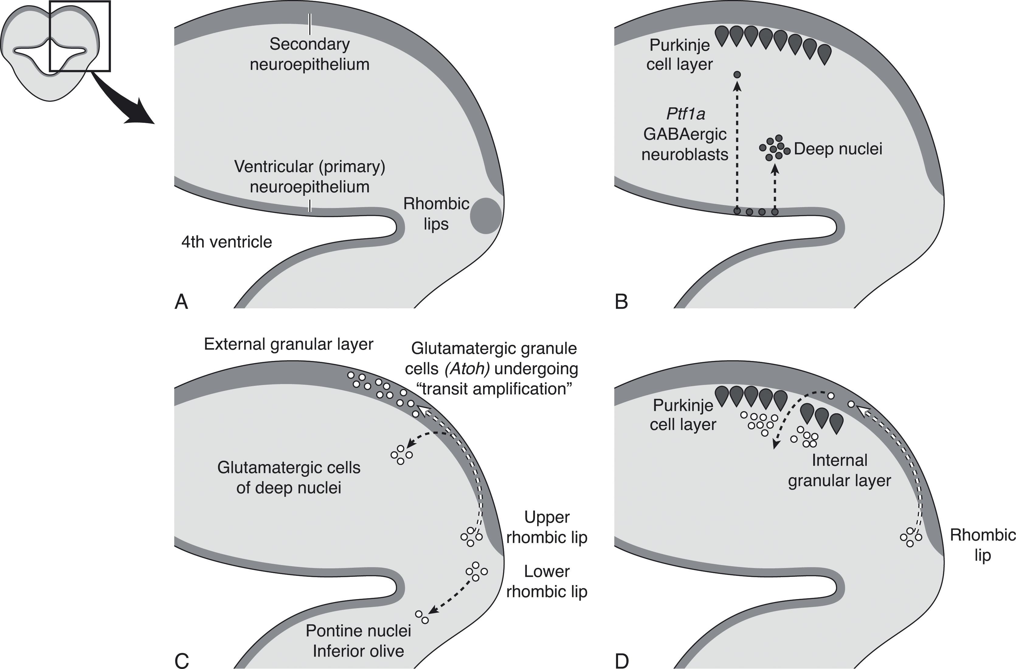 Normal and Abnormal Development of the Posterior Fossa Structures ...