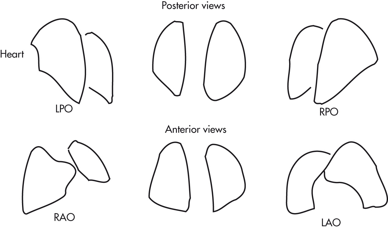 Nuclear Imaging - Clinical Tree