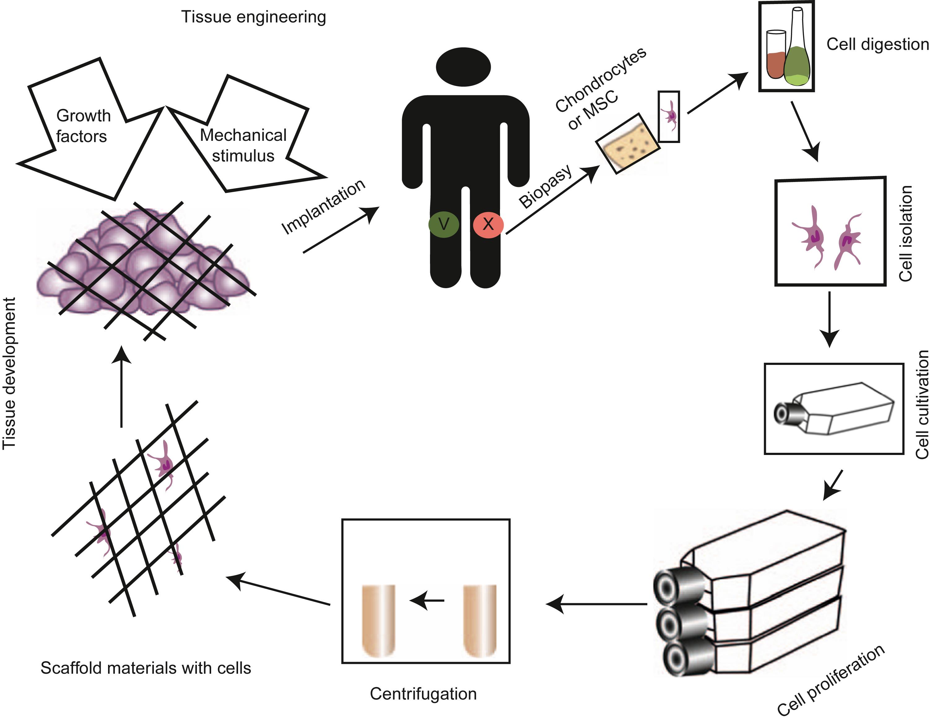 Organ Systems and Tissues - Clinical Tree