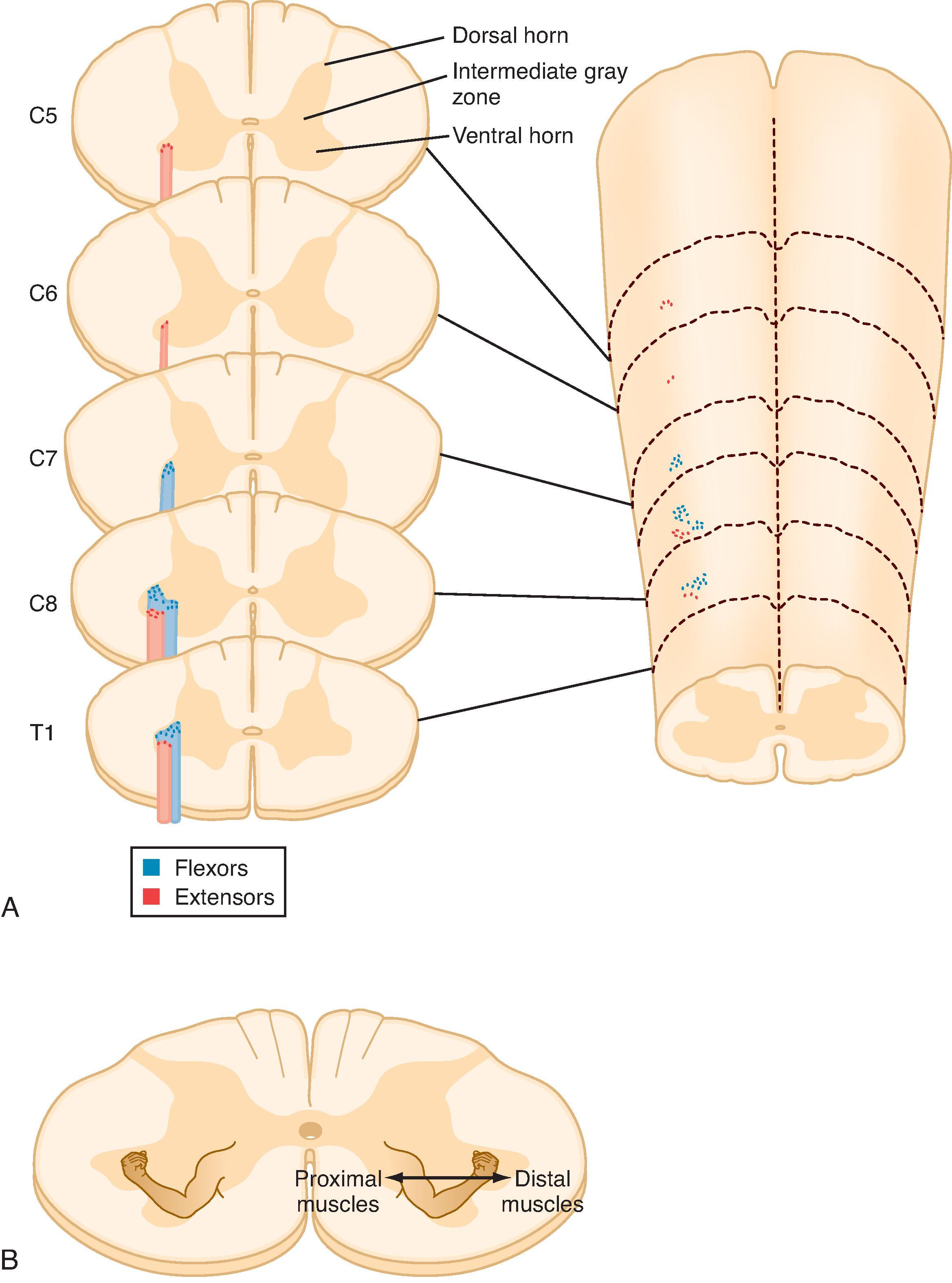 Organization of Motor Function - Clinical Tree