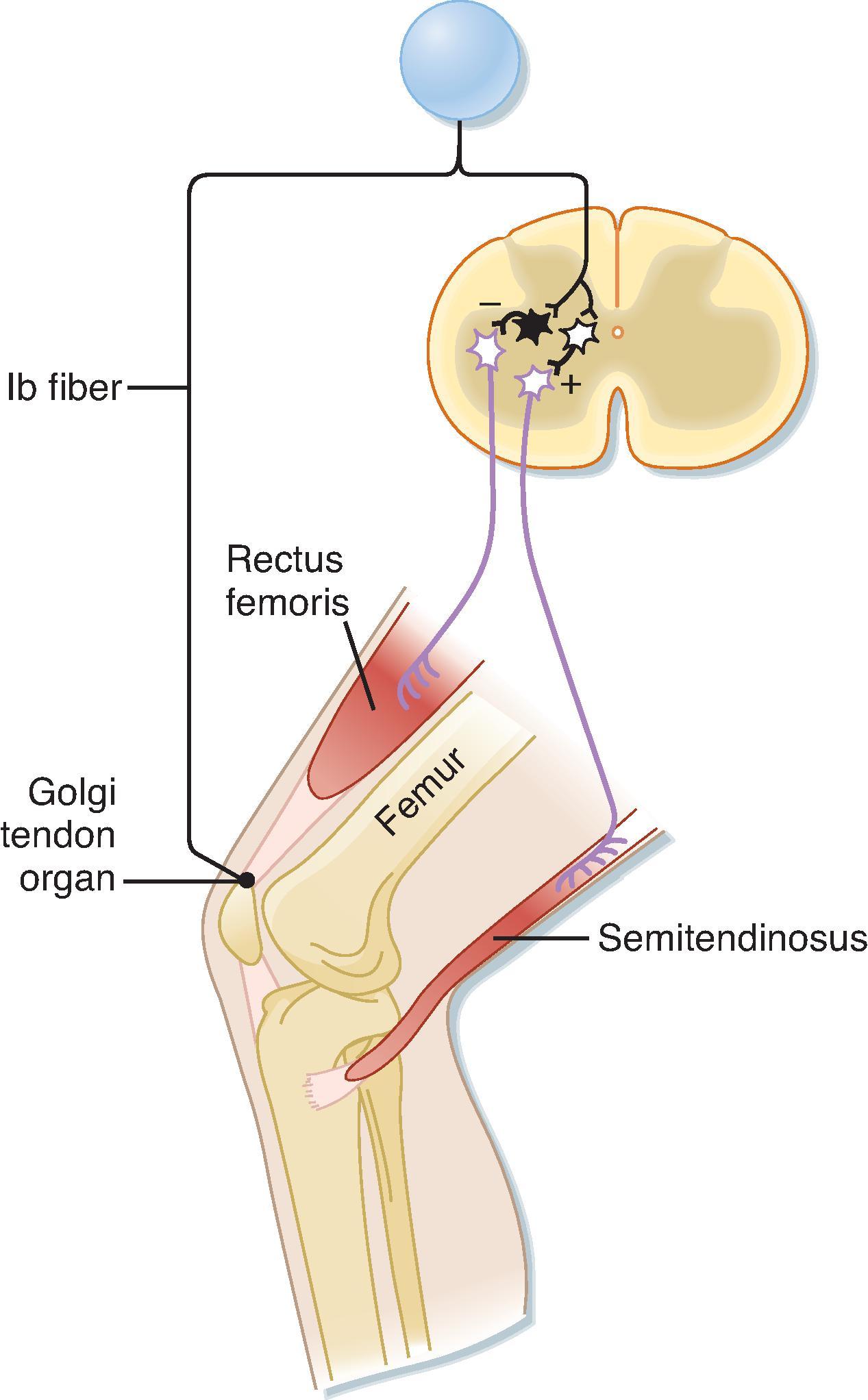 Organization of Motor Function - Clinical Tree