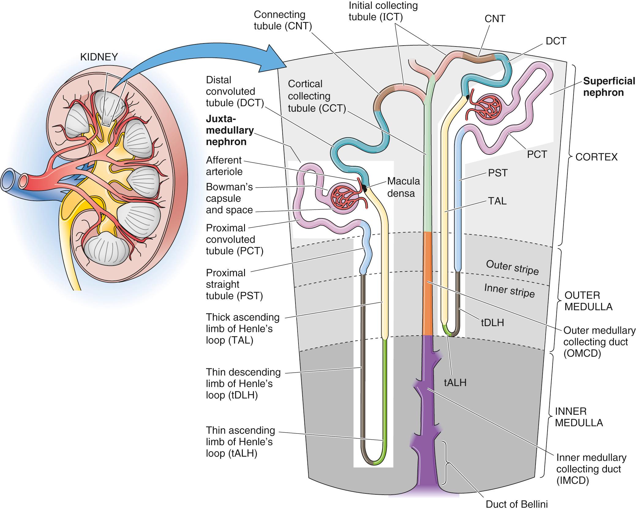 Organization of the Urinary System - Clinical Tree