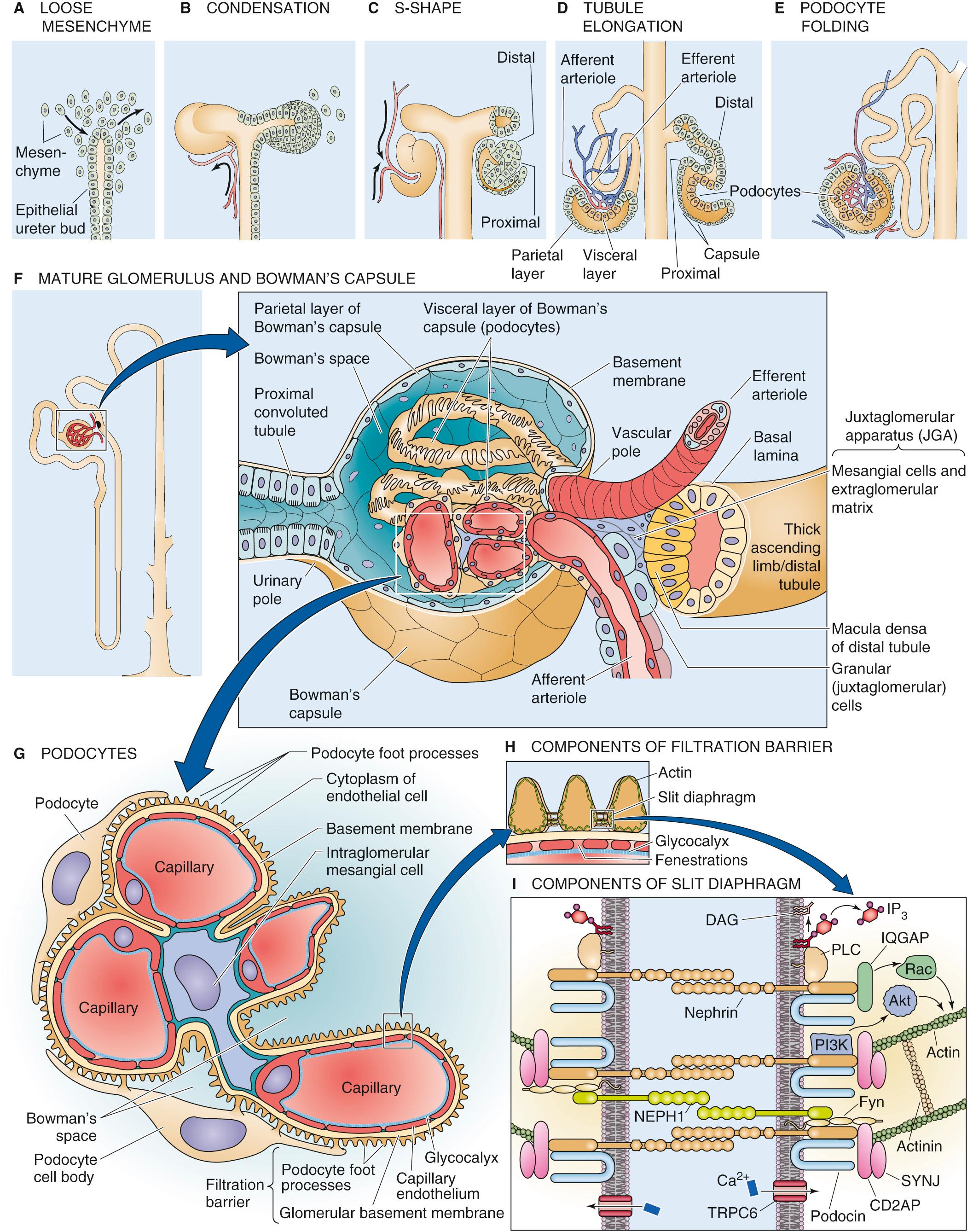 Organization of the Urinary System - Clinical Tree