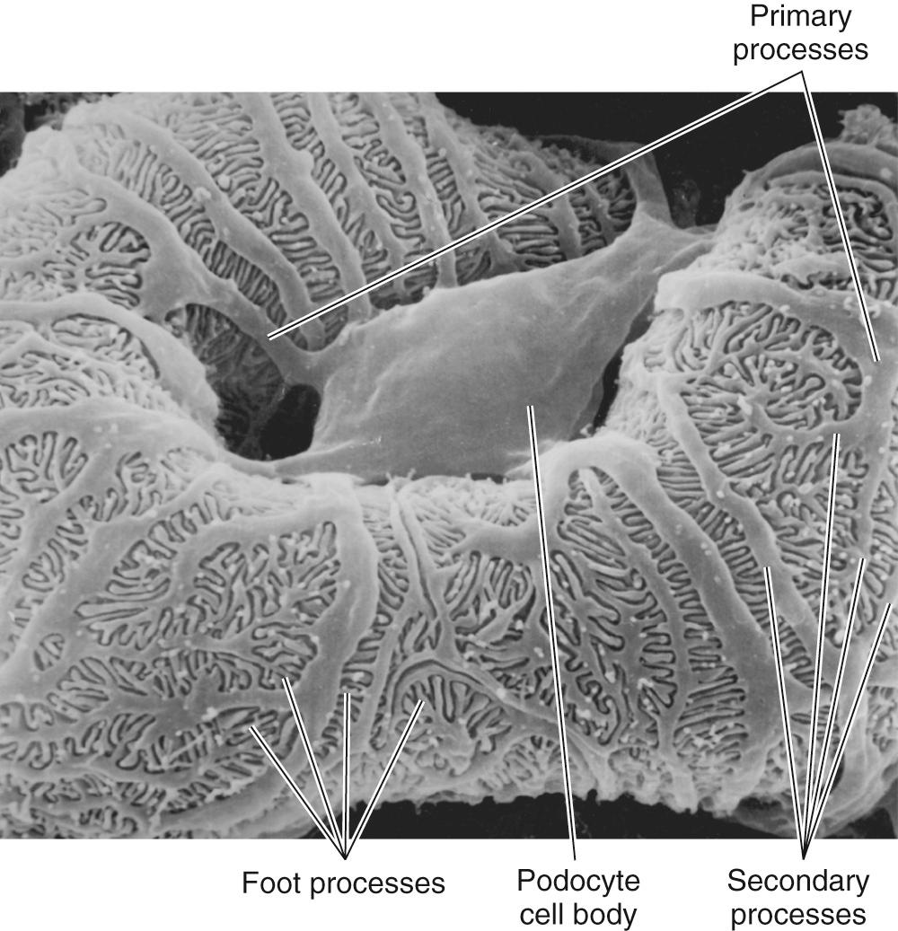 Organization of the Urinary System - Clinical Tree
