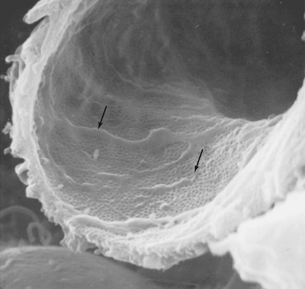 Organization of the Urinary System - Clinical Tree