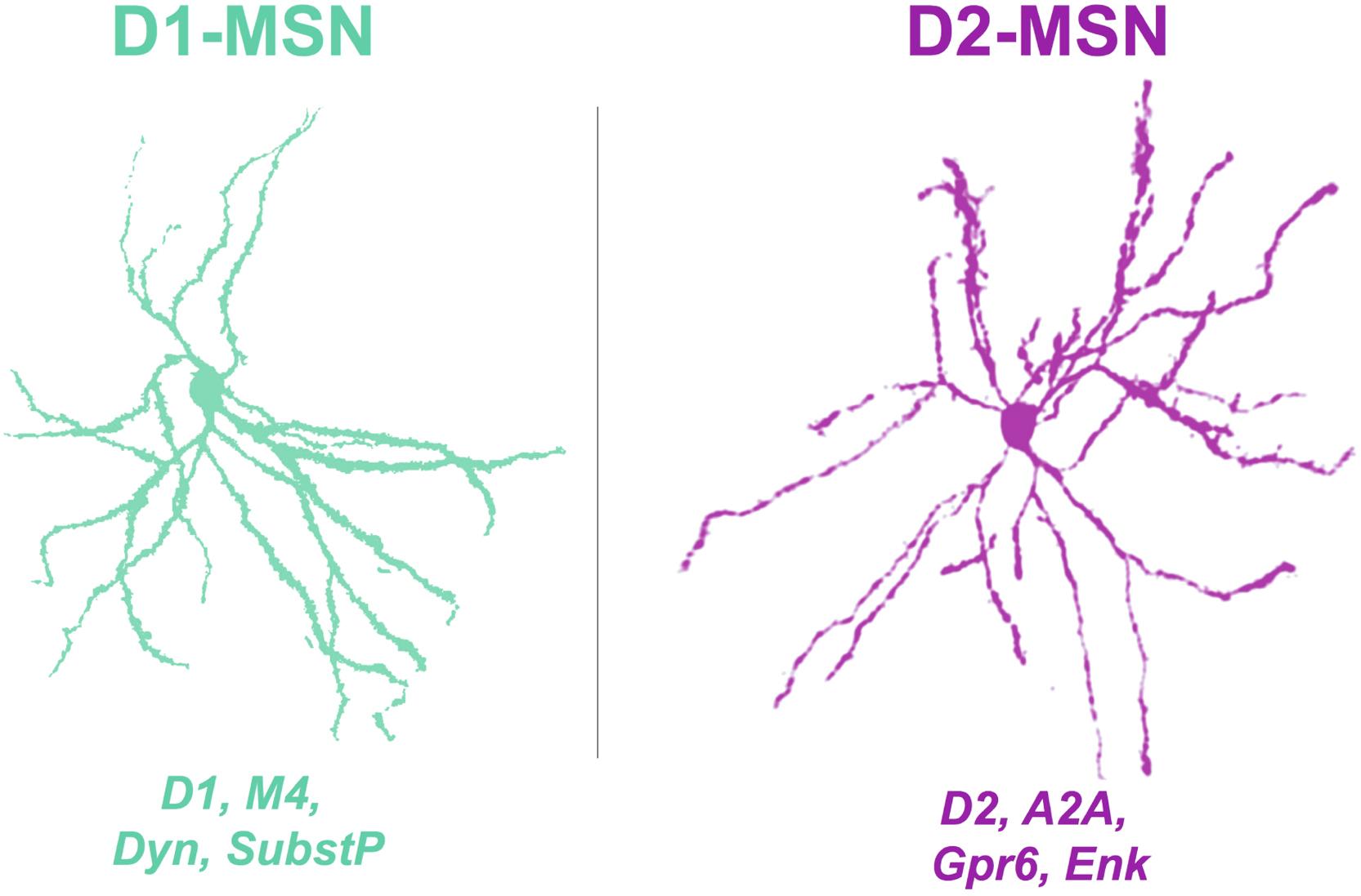 Overlapping Striatal Circuits and Molecular Mechanisms in Rodent Models ...