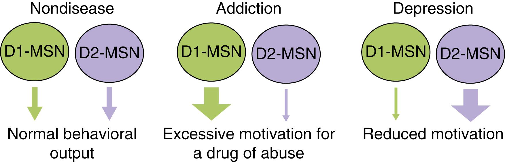 Overlapping Striatal Circuits and Molecular Mechanisms in Rodent Models ...