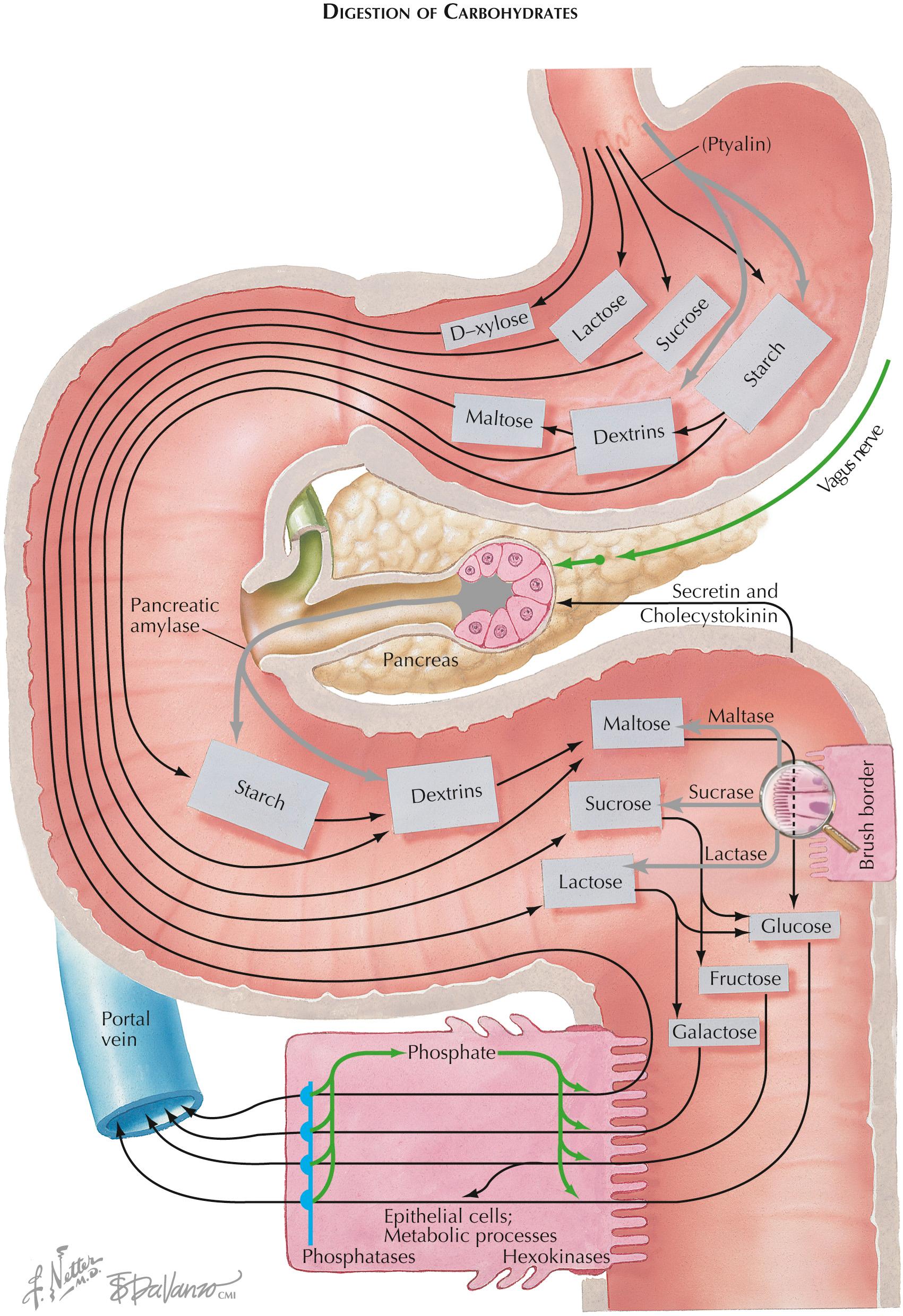Overview of Lower Digestive Tract - Clinical Tree