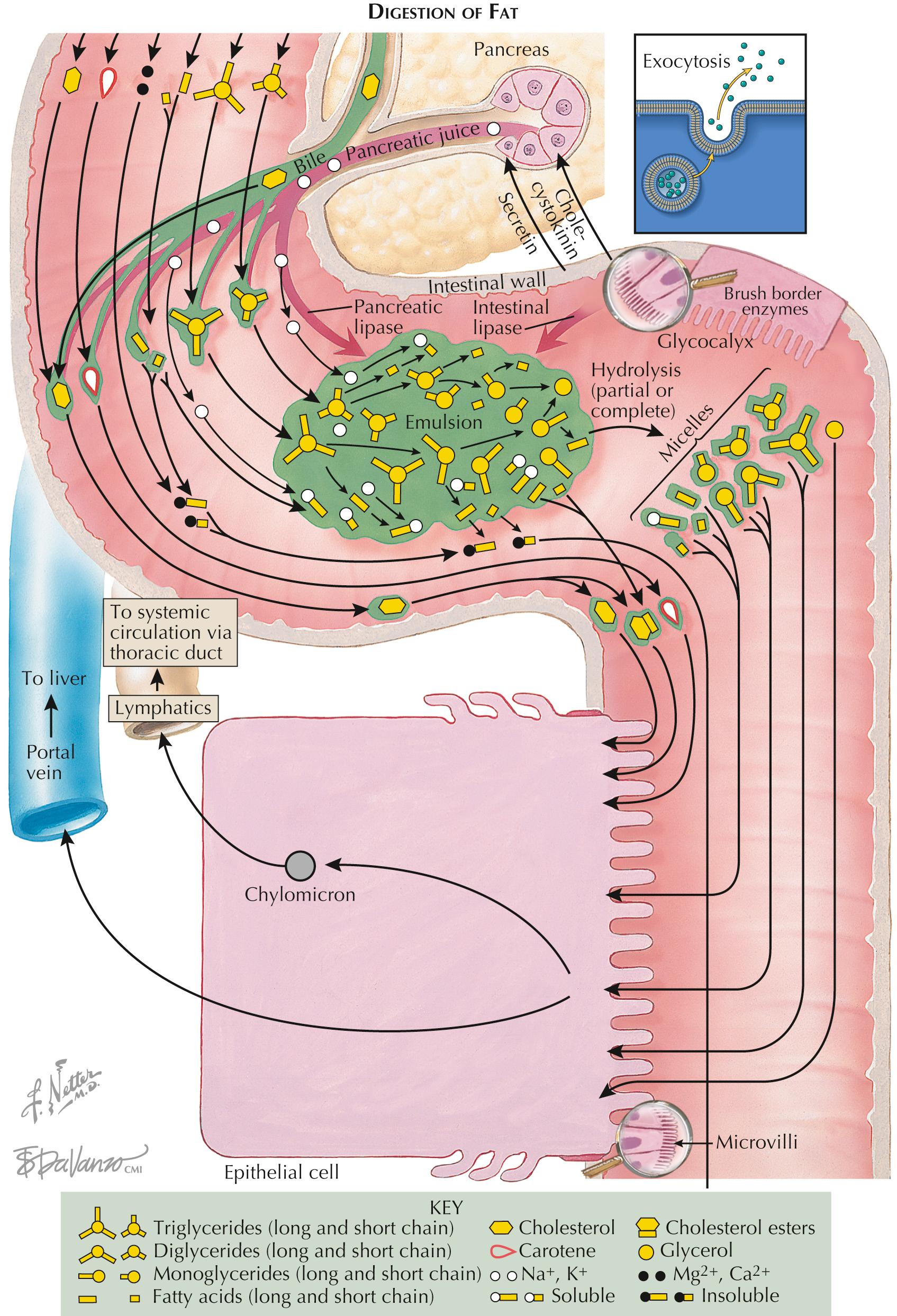 Overview of Lower Digestive Tract - Clinical Tree