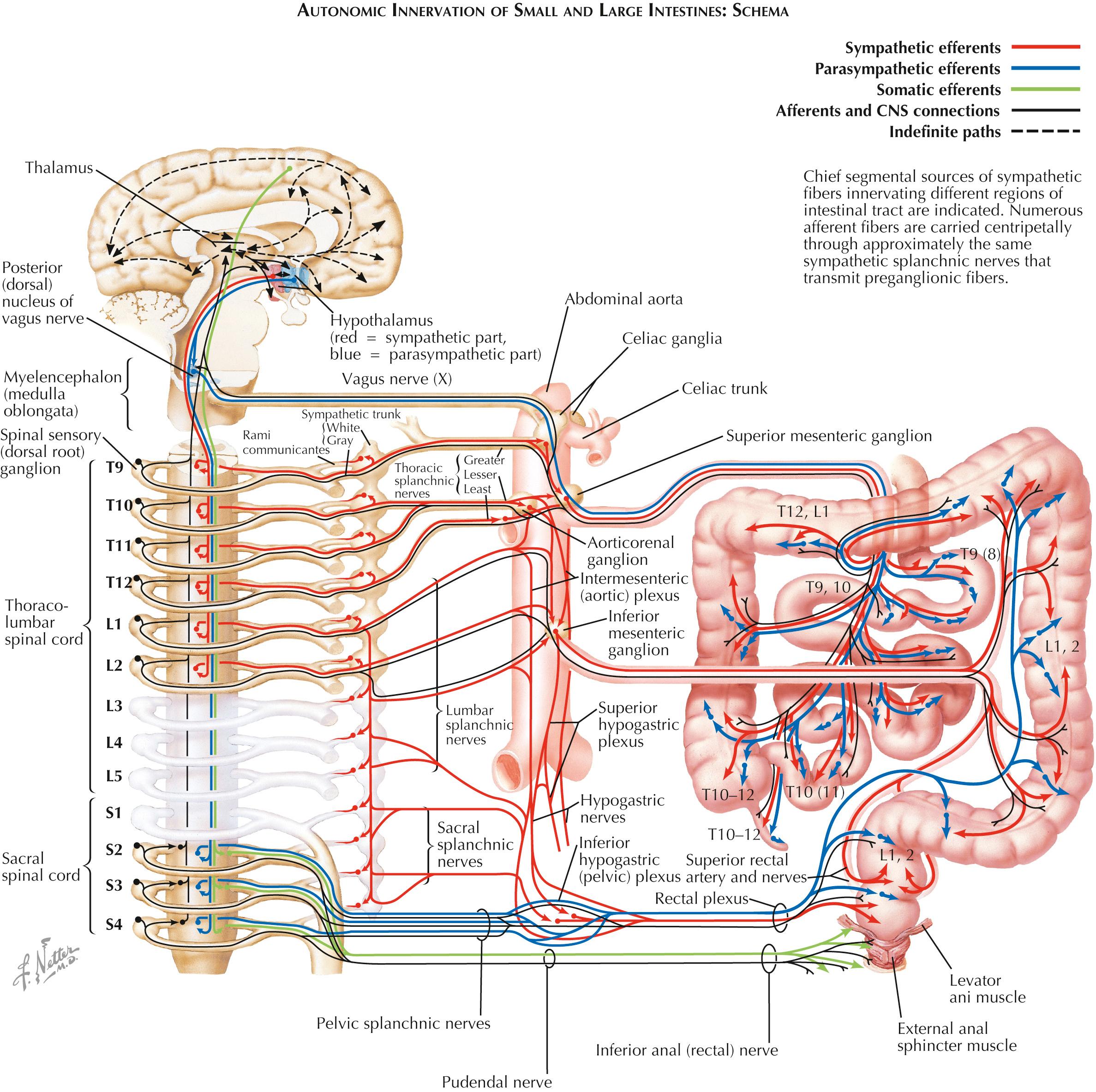 Overview of Lower Digestive Tract - Clinical Tree