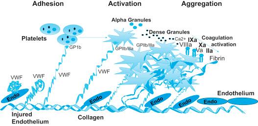 Overview of the Coagulation System - Clinical Tree