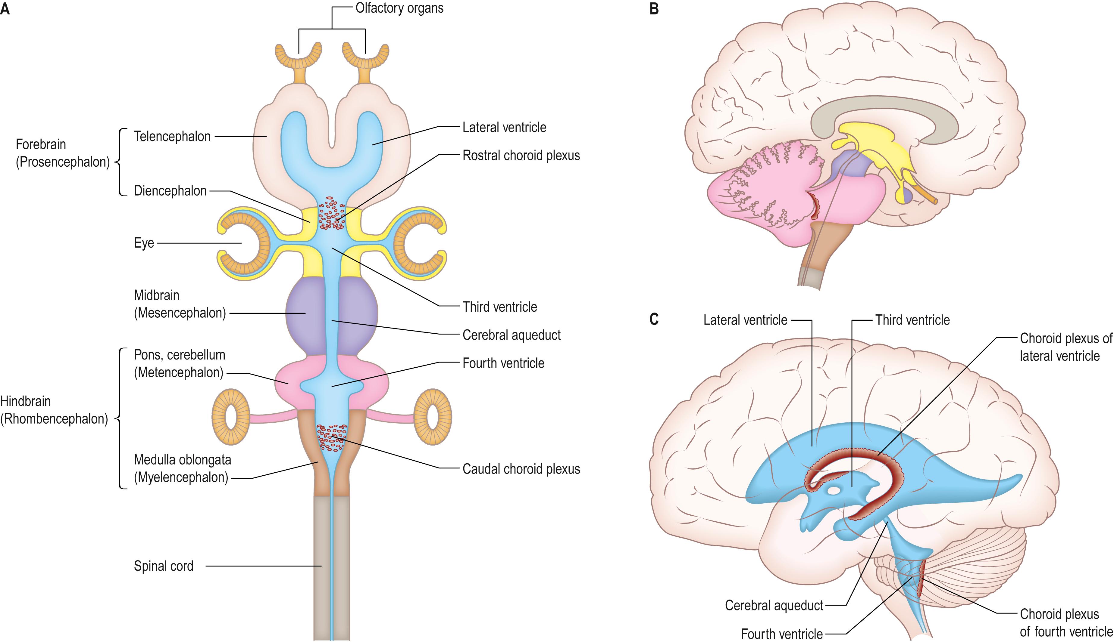 Overview of the nervous system - Clinical Tree