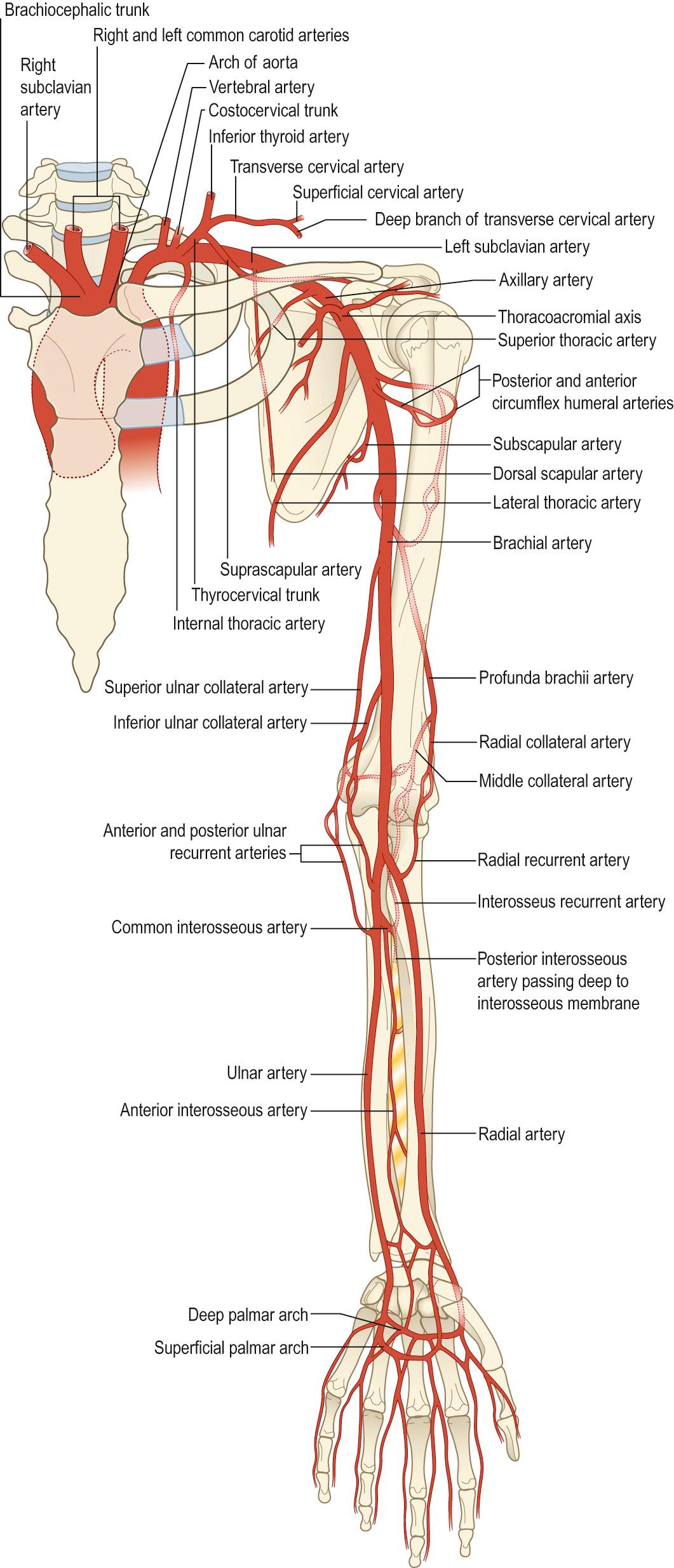 Overview of the upper limb - Clinical Tree